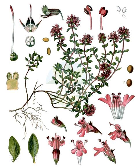 Historical Drawing Of Thymus Serpyllum Breckland Thyme Botanical
