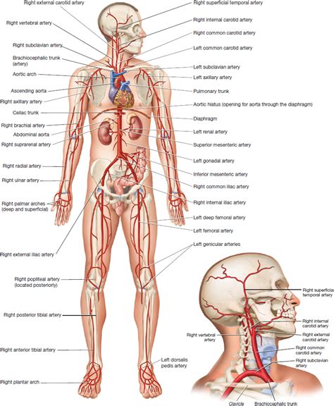 Major Arteries Of Body Diagram Quizlet