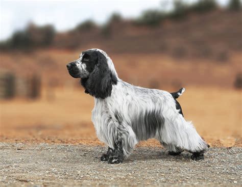 Wasatch English Cocker Spaniels 50 Most Popular Dog Breeds In The