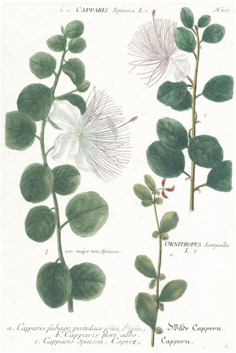 Kaparovník Weinmann Kolorovaný Mědiryt 1742 Antikvariát Bretschneider