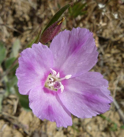 Hi Res Clarkia Purpurea Quadrivulnera Images Santa Barbara Wildflowers