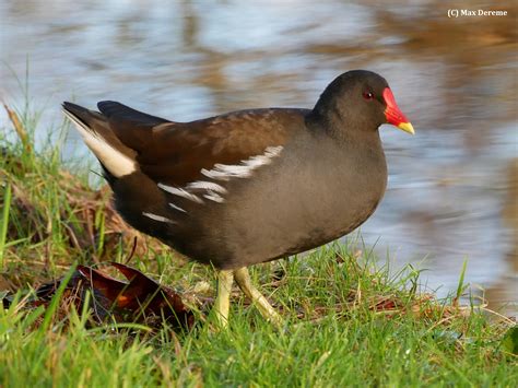 Moorhen By The Water Birdforum