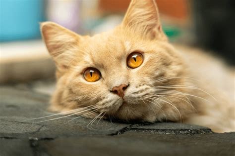 Cat Amber Eyes Amber Eyes Of Cat Fotos Und Bildmaterial In Hoher