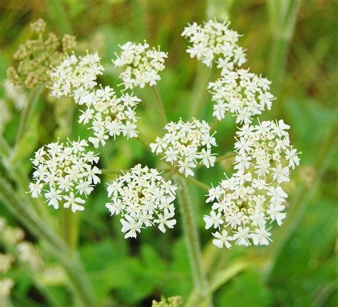 Cow Parsnip Weed Identification Guide For Ontario Crops Ontarioca