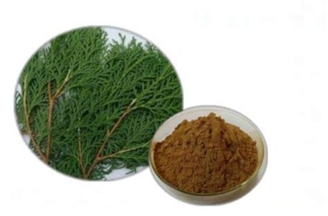 The 5 Most Successful Botanical Extracts For Hair Examples