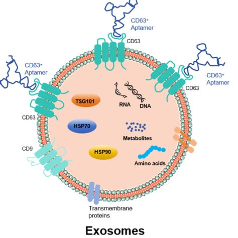 Nucleic Acid Aptamer A Smart Key To Capture Exosomes Suzhou
