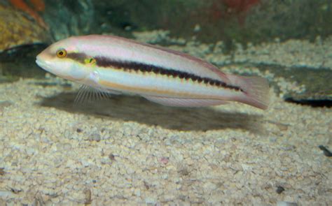 Slippery Dick Wrasse Halichoeres Bivittatus Brian Gratwicke Flickr