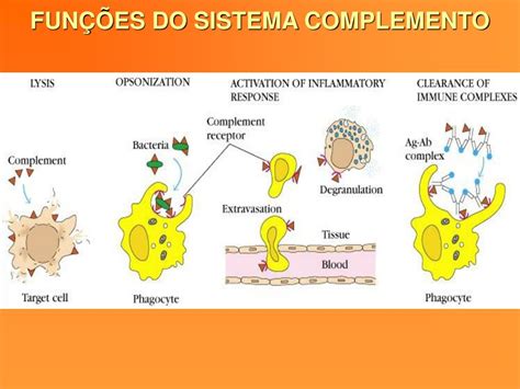 Funções Do Sistema Complemento Librain