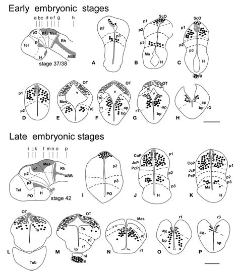 Xenopus Laevis Embryo