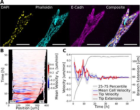 Cell Cell Adhesion And Contractility A Close Up Of An Organoid Download Scientific Diagram