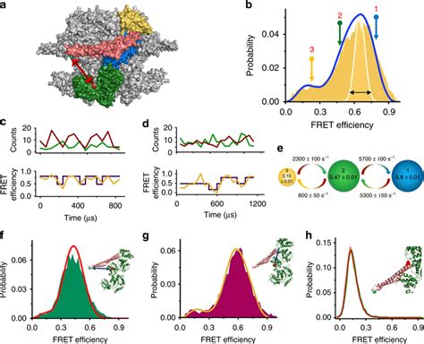 M Domain Conformational Dynamics Measured With Smfret A Hexameric