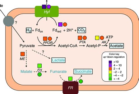 Tentative Scheme Of Pyruvate Fermentation Metabolism In S Multivorans Download Scientific