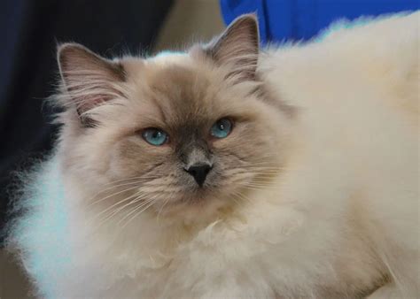 Dollhome — Питомник котят породы рэгдолл в Санкт Петербурге О нас