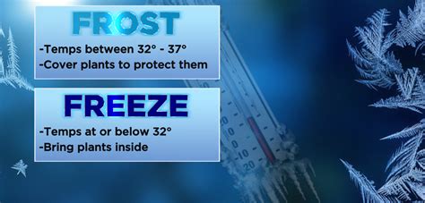 Frost Vs Freeze What S The Difference