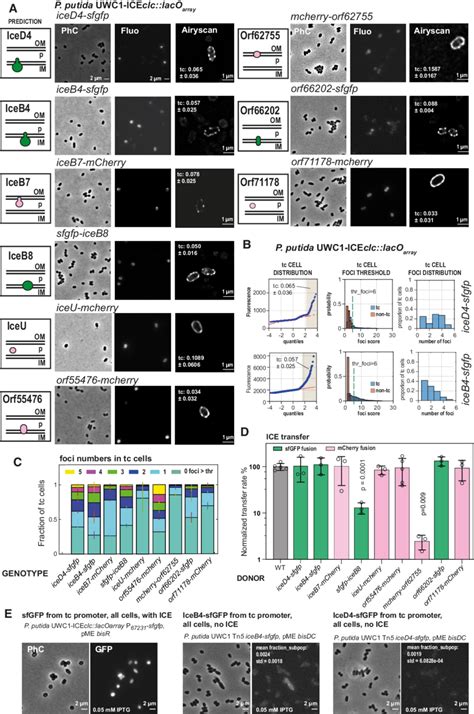 Subcellular Localization Of Predicted Iceclc Conjugative System