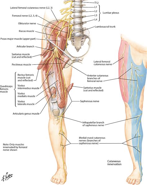 Saphenous Nerve Distribution Numbnesssaphenous Nerve Plastic