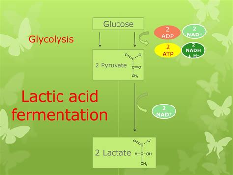 Lactic Acid Fermentation Formula