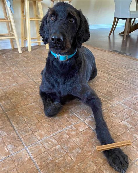 Doberman Poodle Mix