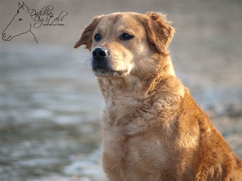 Cintha 6 By Milan Lover On Deviantart