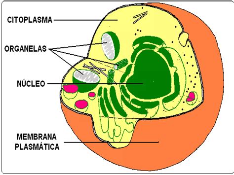 Células Eucariontes Pptx