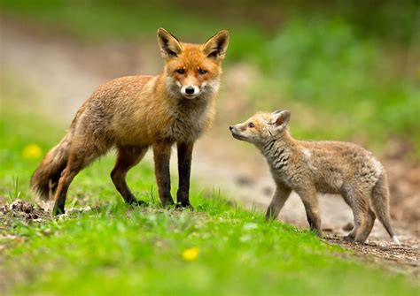 What Makes January Prime Time For Fox Sightings In Massachusetts