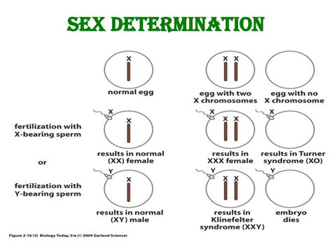 PPT Genes Chromosomes And DNA PowerPoint Presentation Free Download ID