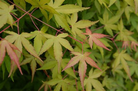 Buy Acer Palmatum Katsura Hime Japanese Maple — Mr Maple │ Buy