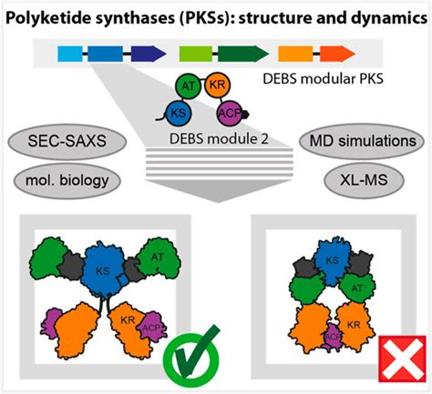 Solution Structure And Conformational Flexibility Of A Polyketide Synthase Module Abstract