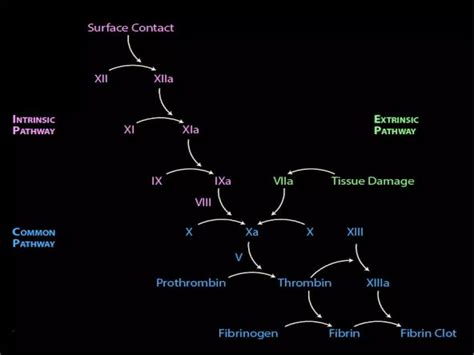 Bleeding Disorders Classification And Diagnosis Pptx