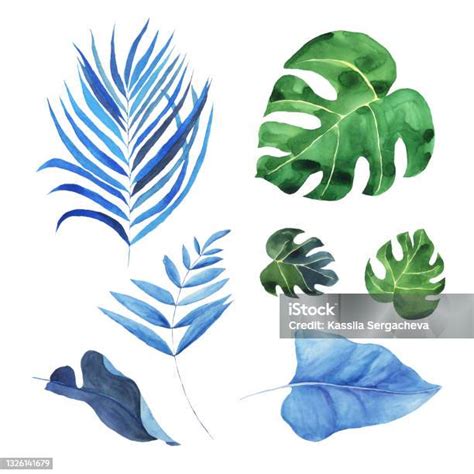 흰색 배경에 고립 된 열대 정글 녹색과 파란색 잎세트 프론드 야자수 잎 몬스터의 수채화 손 그리기 그림 카드 포스터 배너 벽지에 적합합니다 식물 예술 개체 그룹에 대한 스톡