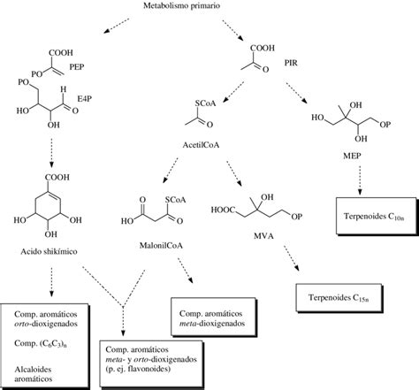 Cuadro General Parcial Del Metabolismo Secundario Pep Corresponde A Download Scientific