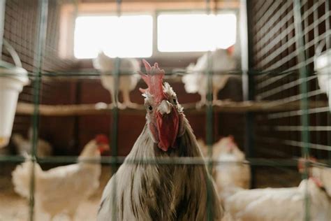 Understanding Bird Flu In Chickens Symptoms And Prevention City Life