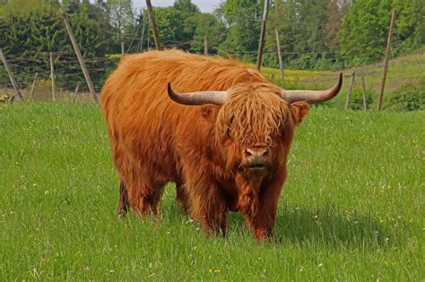 Highland Cattle Beef Pasture Free Photo On Pixabay