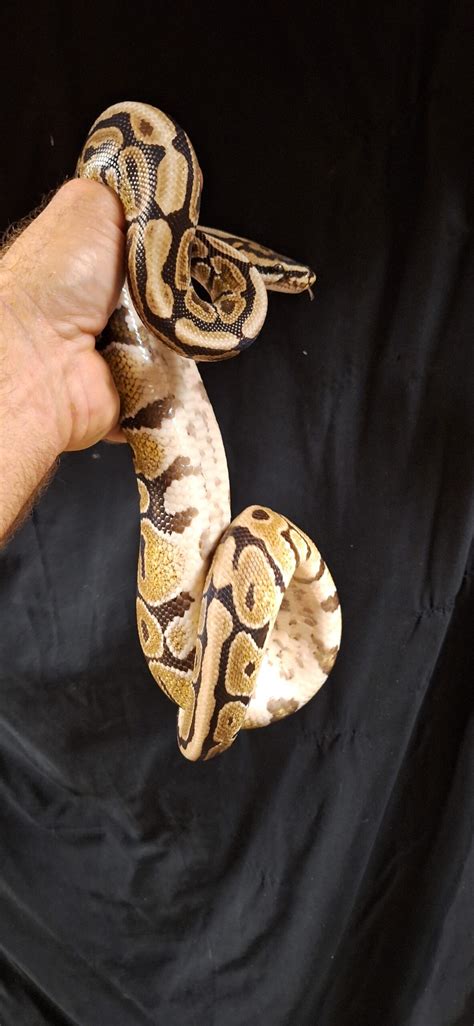 ADULT MALE AXANTHIC BALL PYTHON Reptile Mart