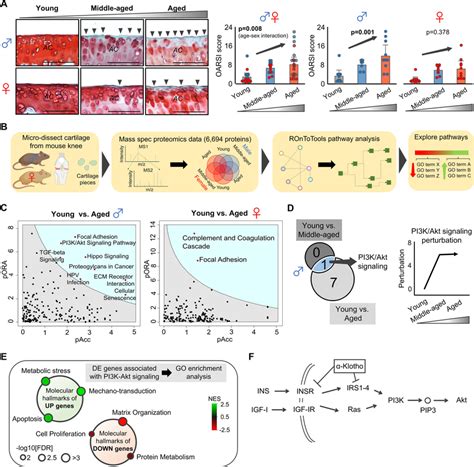 Male But Not Female Mice Display Age Related Cartilage Degeneration Download Scientific