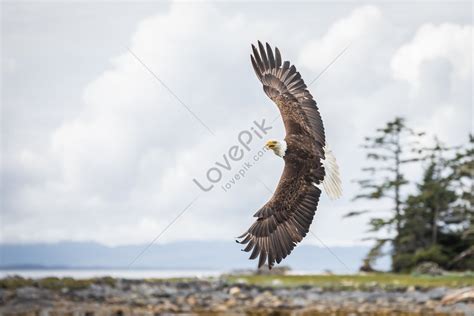 서식지에 있는 캐나다 흰머리독수리haliaeetus Leucocephalus와 비행 중에 보이는 등 깃털 사진 사진 무료 다운로드 Lovepik