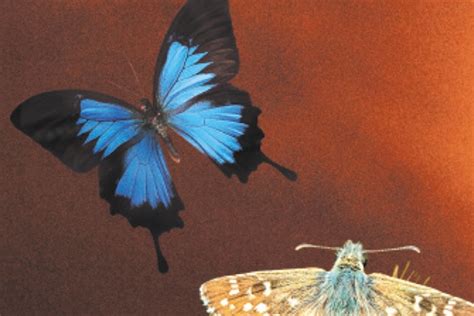 공룡보다 오래 살아남은 ‘나비의 비밀은