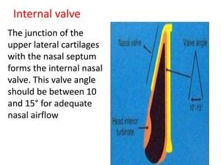 Surgical Anatomy Of Nose Mah Pptx