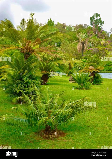 Landscaped Garden Showing Various Types Of Palm Tree On Lawn Stock Photo Alamy