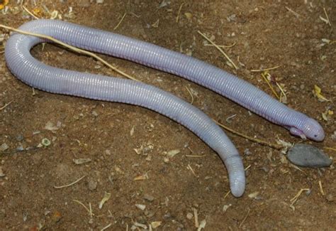 Bipes Biporus Five Toed Worm Lizard Lizard Worms Creatures
