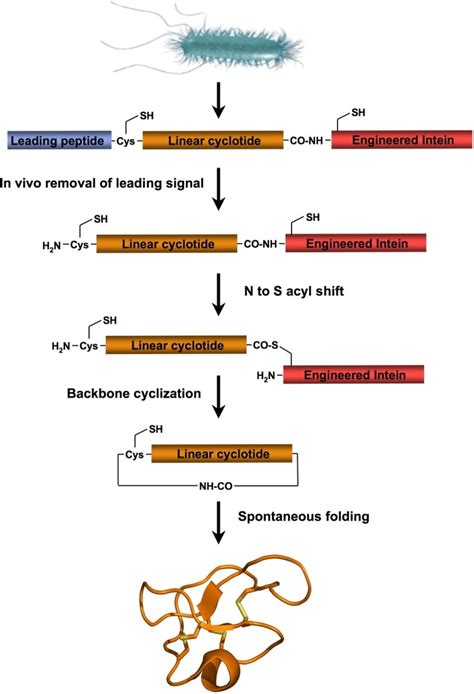 Biosynthetic Approach For The Recombinant Expression Of Cyclotides Download Scientific Diagram