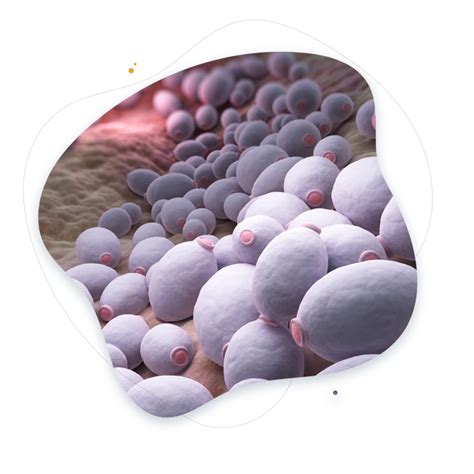Candidiasis Andromedi