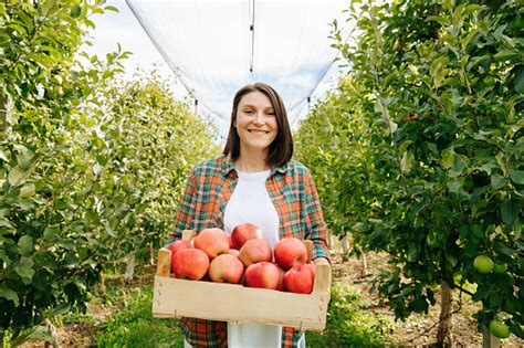 카메라를 바라보는 전면 모습 과수원에서 웃고 있는 젊은 농부 여자는 빨간 사과 상자를 손에 들고 있다 사과나무 과수원에 대한 스톡 사진 및 기타 이미지 Istock
