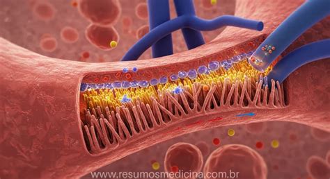 Néfron E Túbulo Proximal A Engenharia Da Reabsorção Renal Resumeai