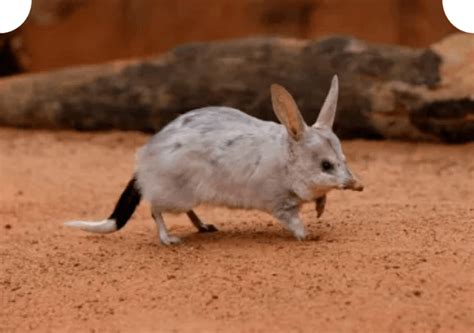 Greater Bilby Dreamworld