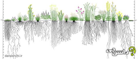 تحقیق درباره ریشه گیاهان راست و افشان دانشچی