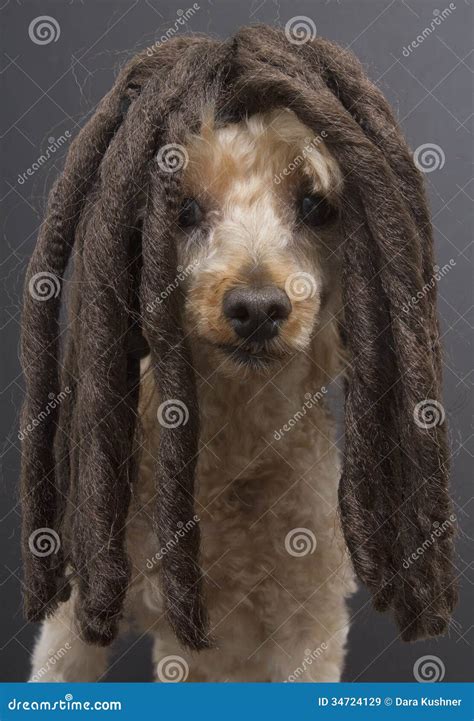 Standard Poodle Dreads At Joyce Hartmann Blog