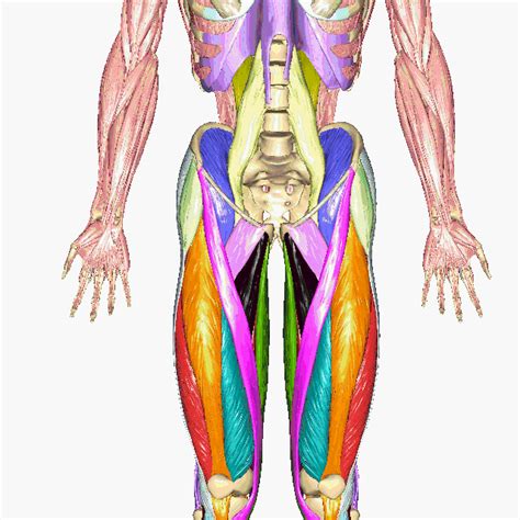 Hip Thigh Muscles Anatomy