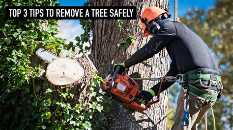 Top Tips To Remove A Tree Safely The Pinnacle List