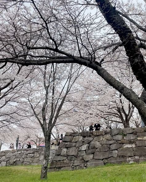리아🦋ㅣ부산여행 ㅣ경남여행 ㅣ경남꽃명소 🌸사천 선진리성🌸 만개했던 선진리성 벚꽃 3번정도 다녀온 선진리성인데 방문할때마다 예쁜 곳 올해 피크닉도 하고싶었는데 날씨가